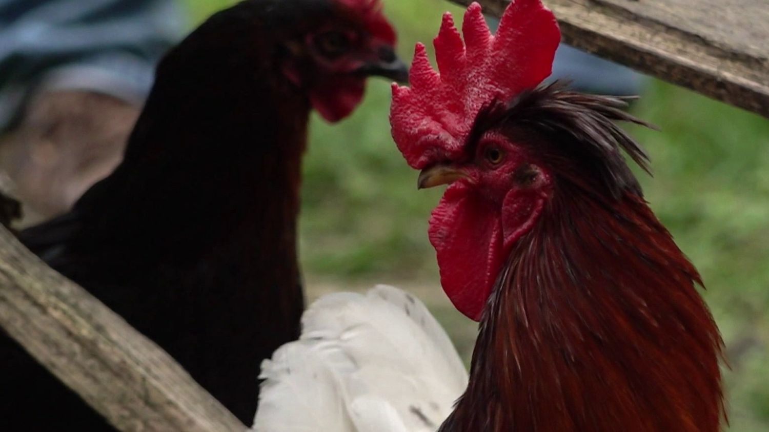 Nord-Isère : pétition pour sauver Ricco, coq en danger à cause de ...